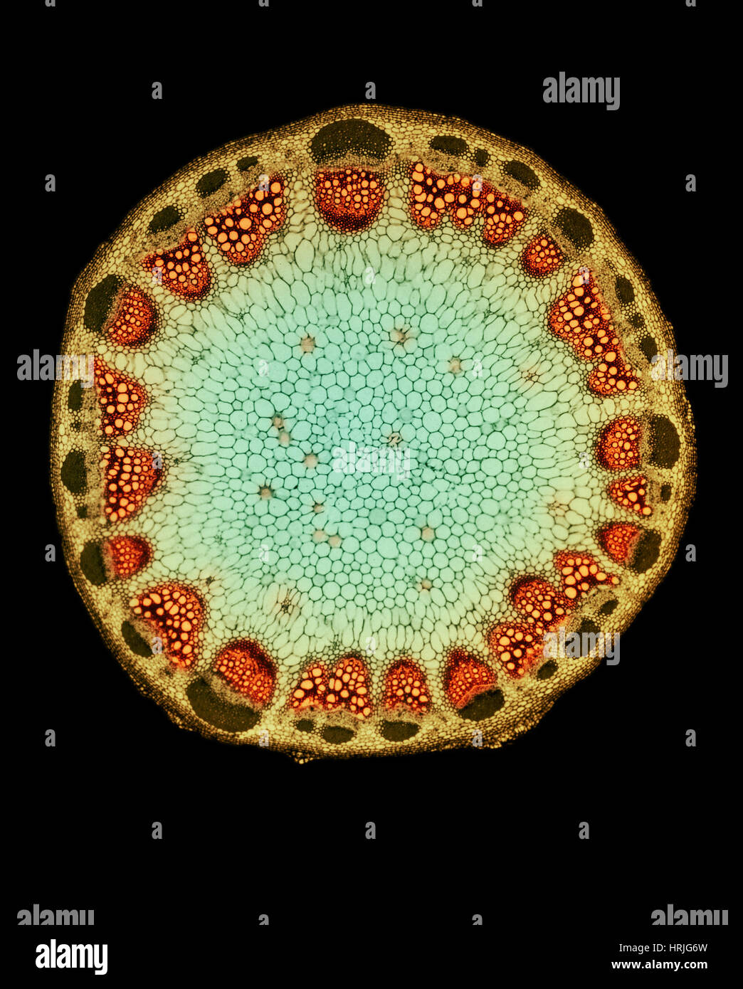 Sunflower stem micrograph hi-res stock photography and images - Alamy