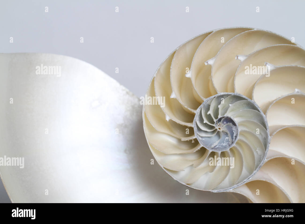 Cephalopod shell hi-res stock photography and images - Alamy