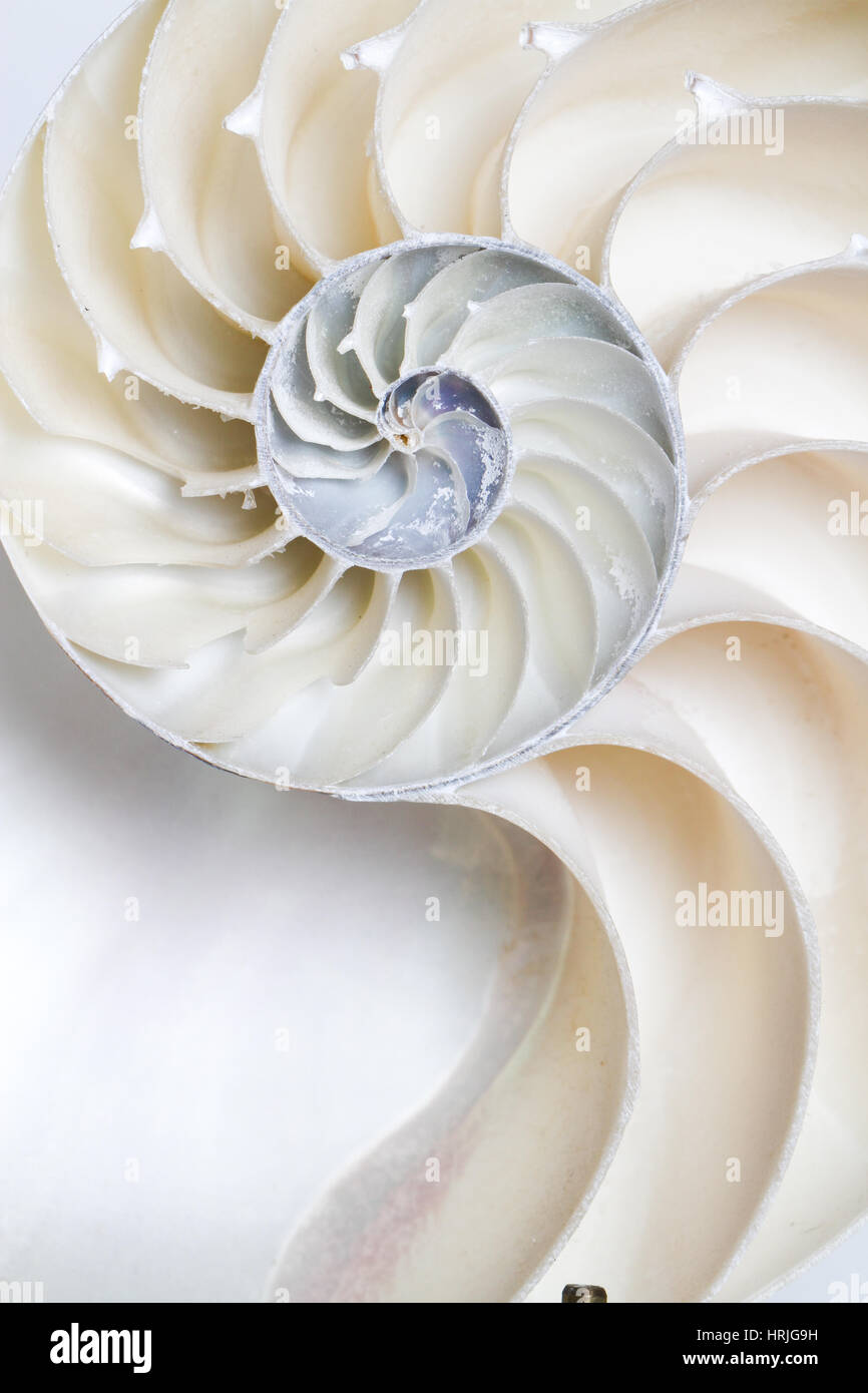 Shell nautilus hi-res stock photography and images - Alamy