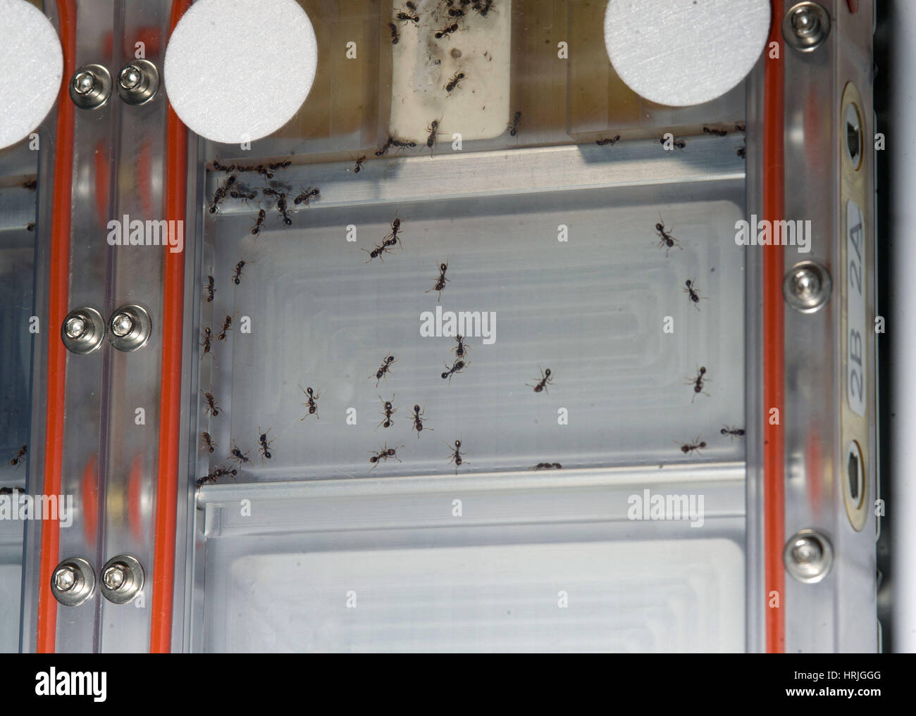 Ants On The International Space Station Stock Photo - Alamy
