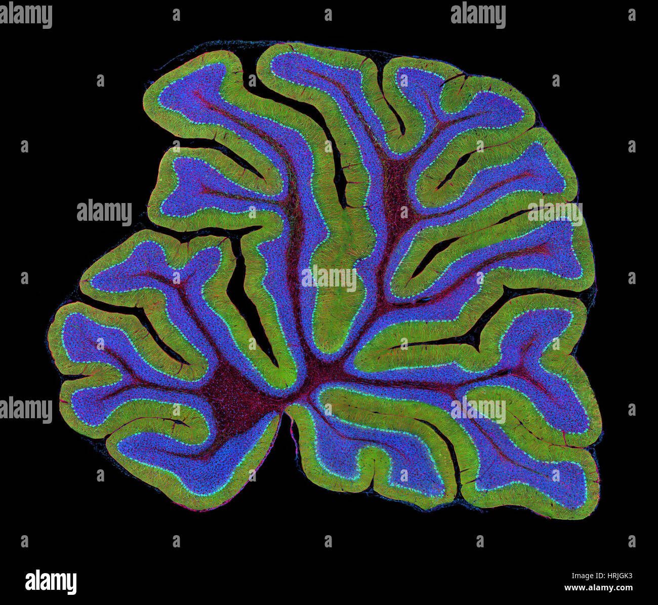 Fluorescent micrograph hi-res stock photography and images - Alamy