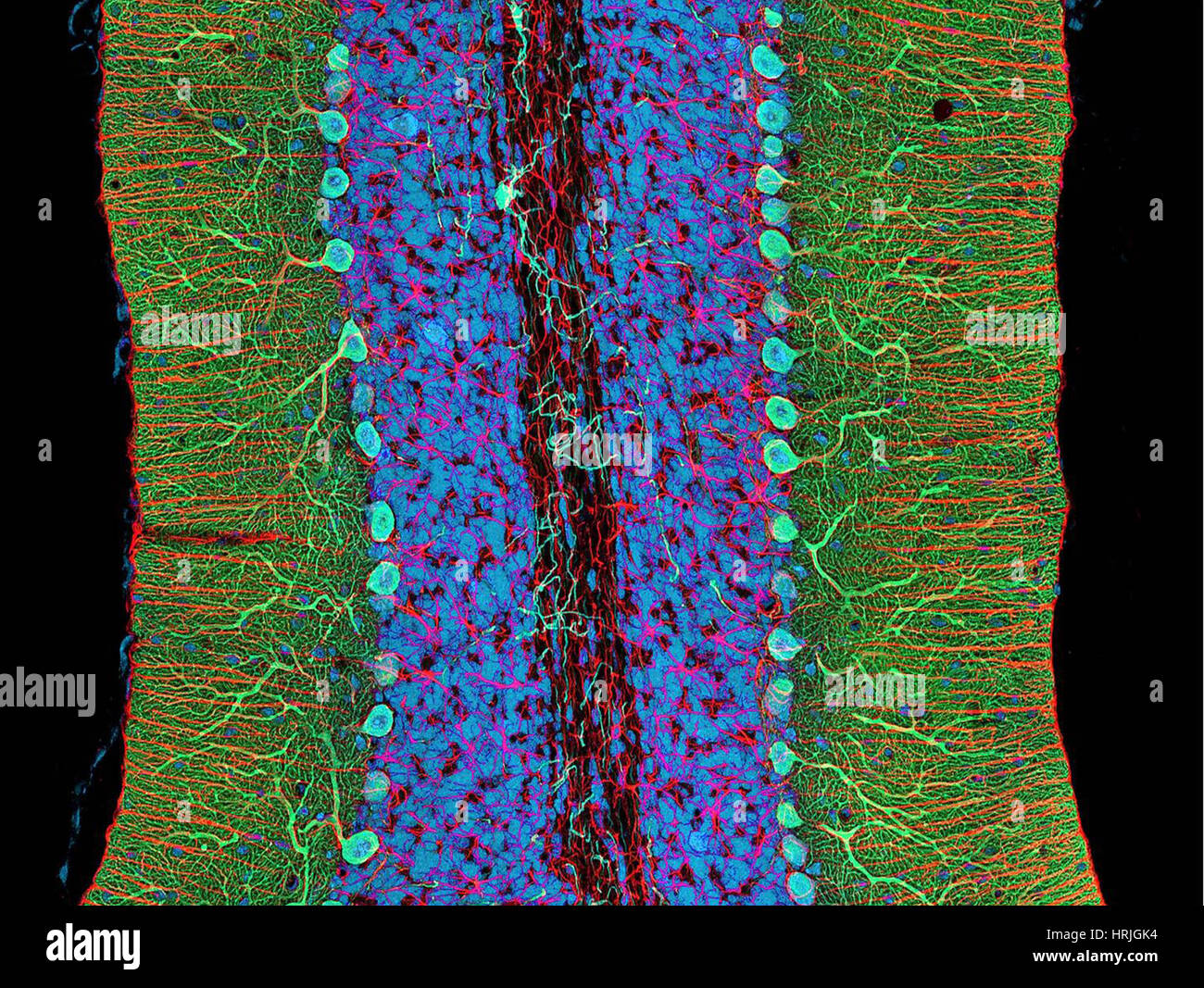 Fluorescence neuron micrograph brain hi-res stock photography and ...