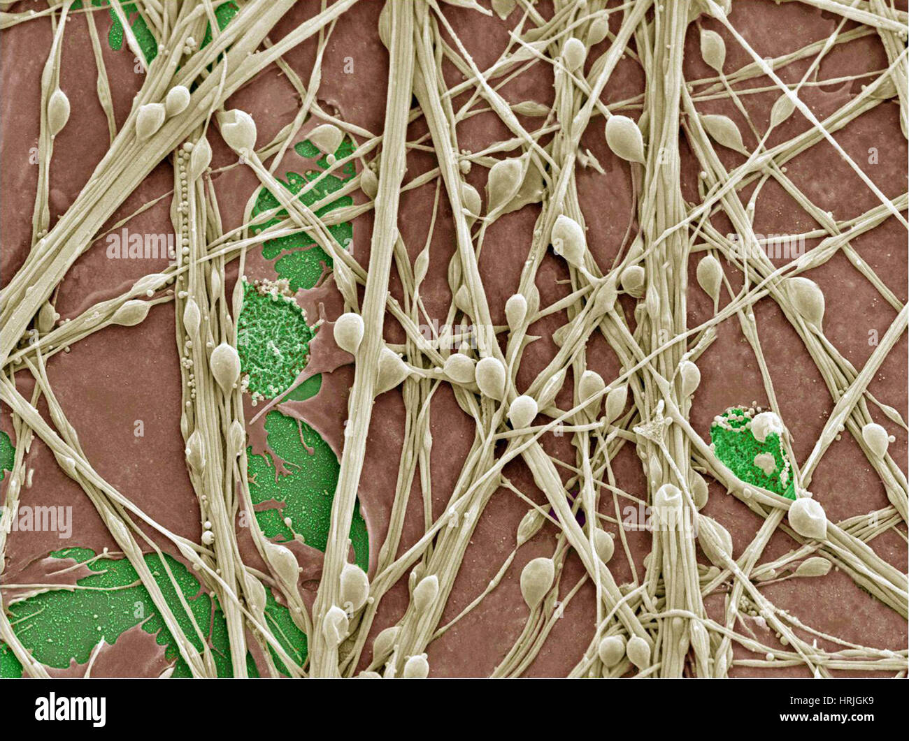 Glial cell hi-res stock photography and images - Alamy