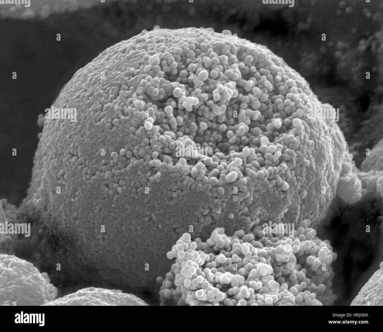 Nerve Ending, SEM Stock Photo - Alamy
