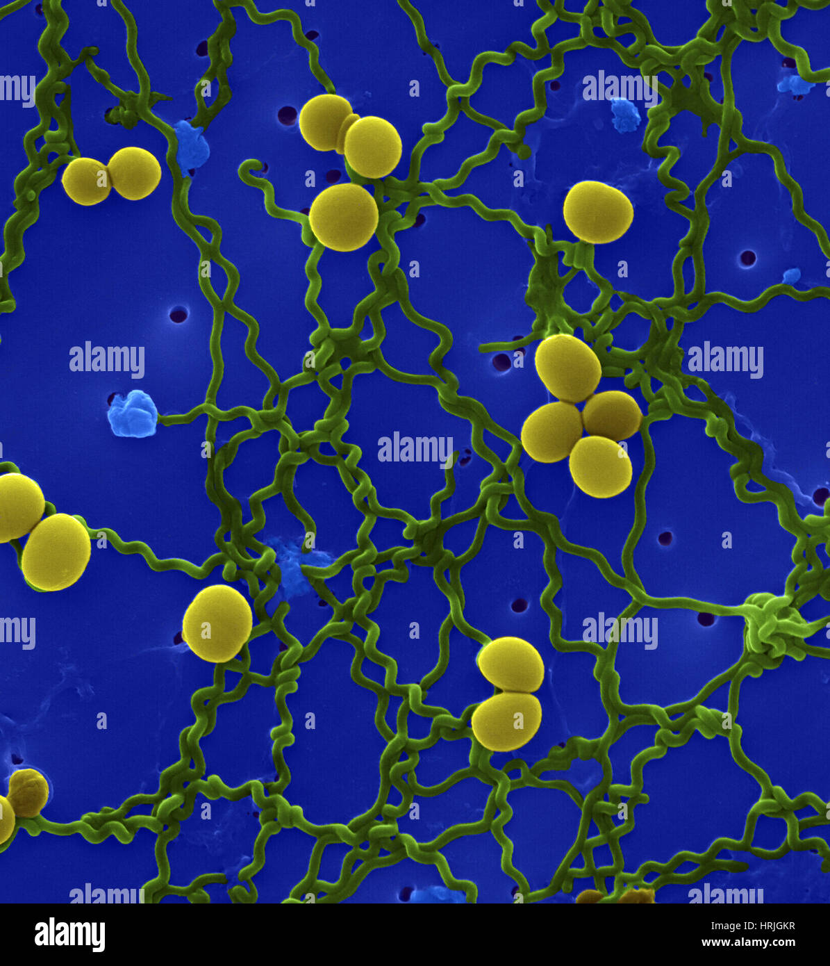 Leptospira bacteria hi-res stock photography and images - Alamy