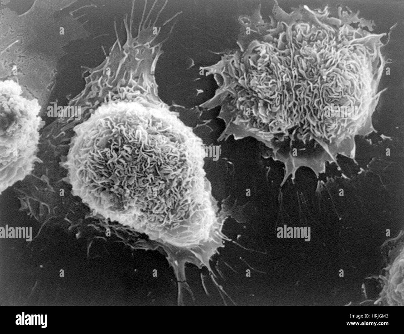 Cultured Cells, SEM Stock Photo - Alamy