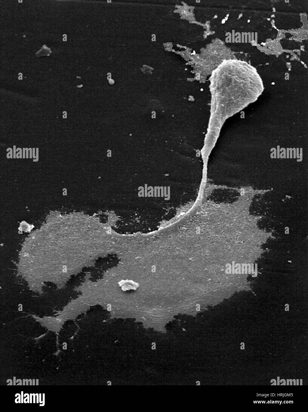 Nerve cell micrograph hi-res stock photography and images - Alamy