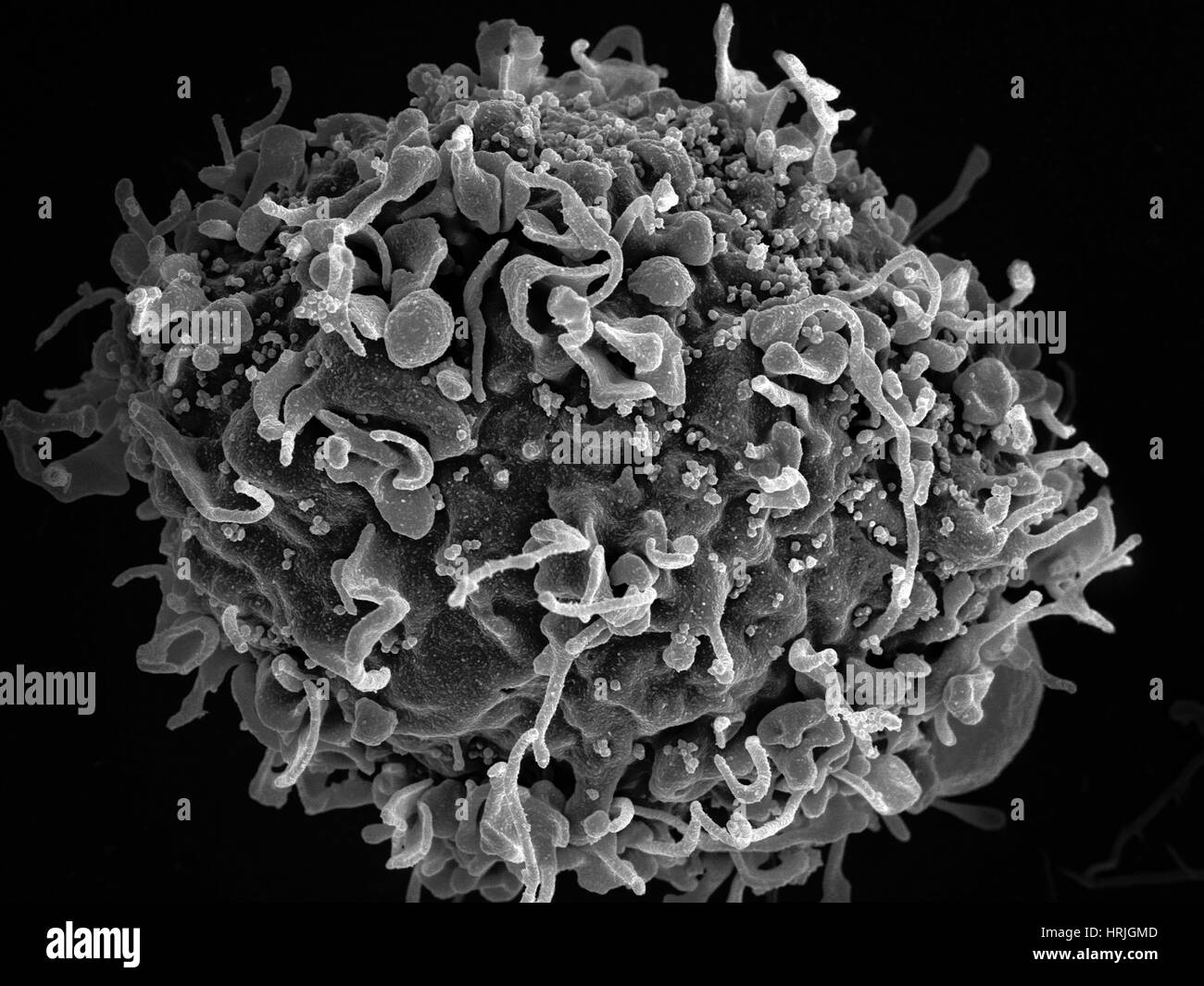 HIV, T Cell Under Attack, SEM Stock Photo - Alamy