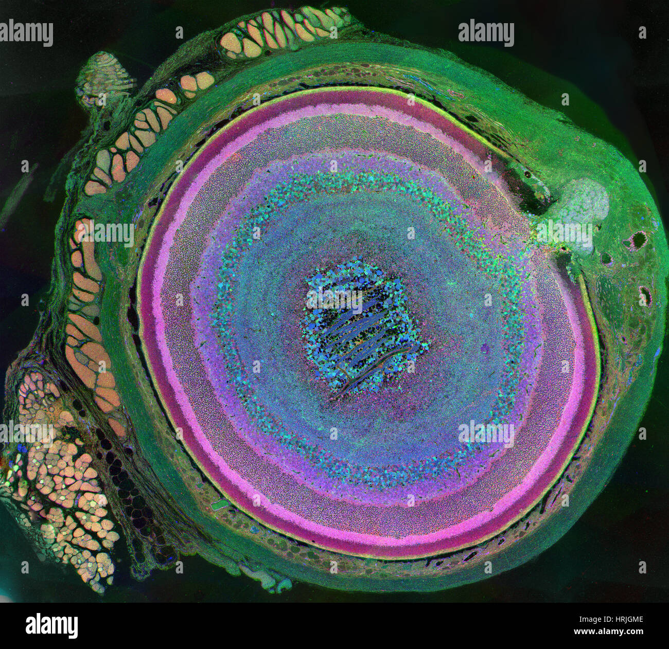Mammalian Eye Cell Types, CS Stock Photo - Alamy