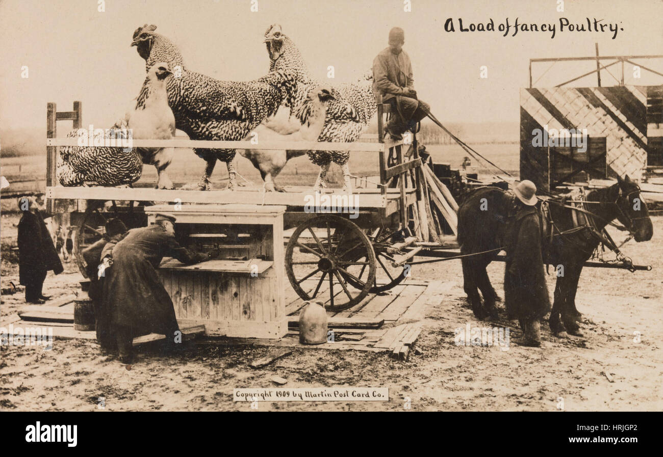 A Load of Fancy Poultry Stock Photo - Alamy