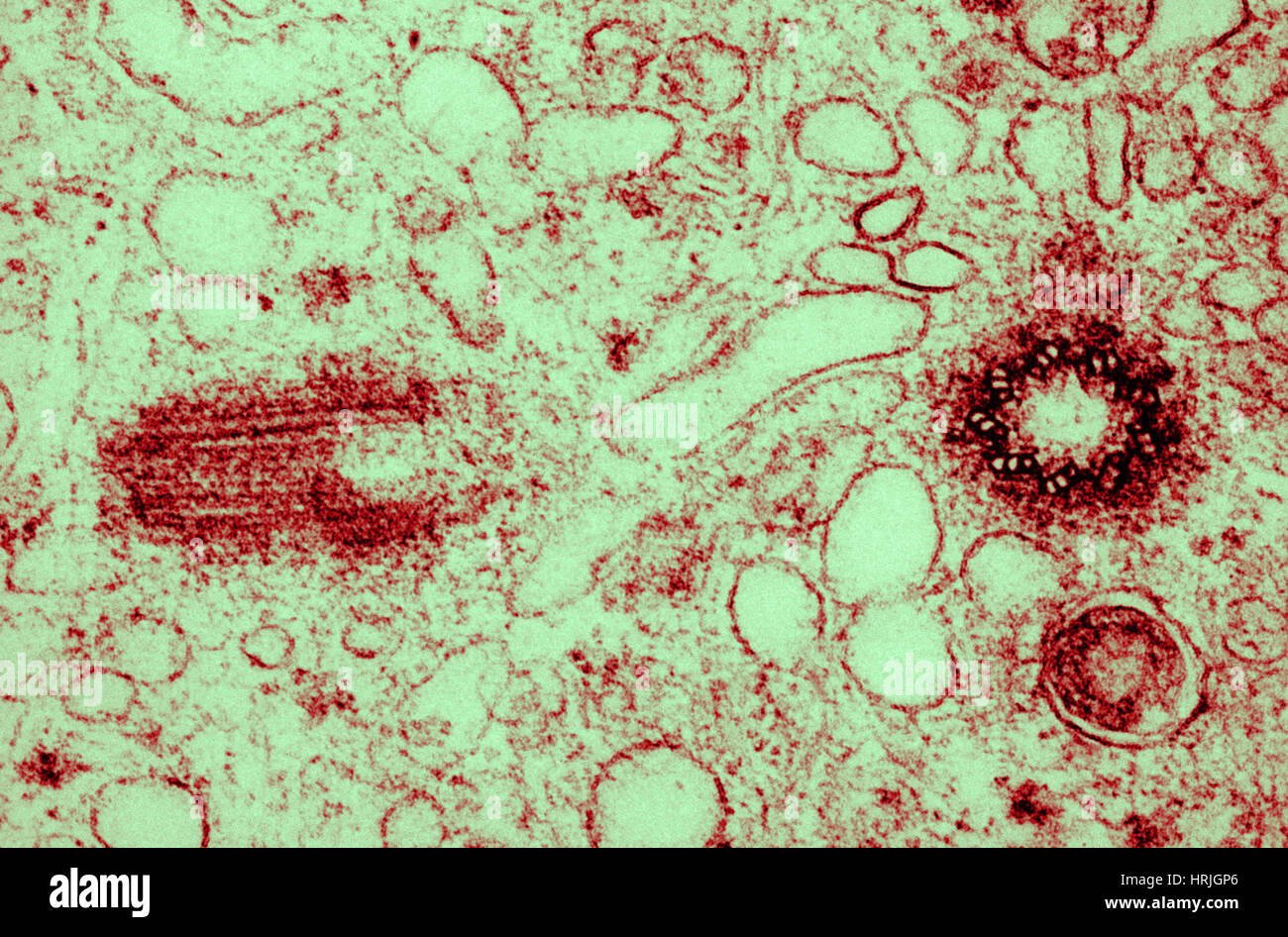 Centriole micrograph hi-res stock photography and images - Alamy