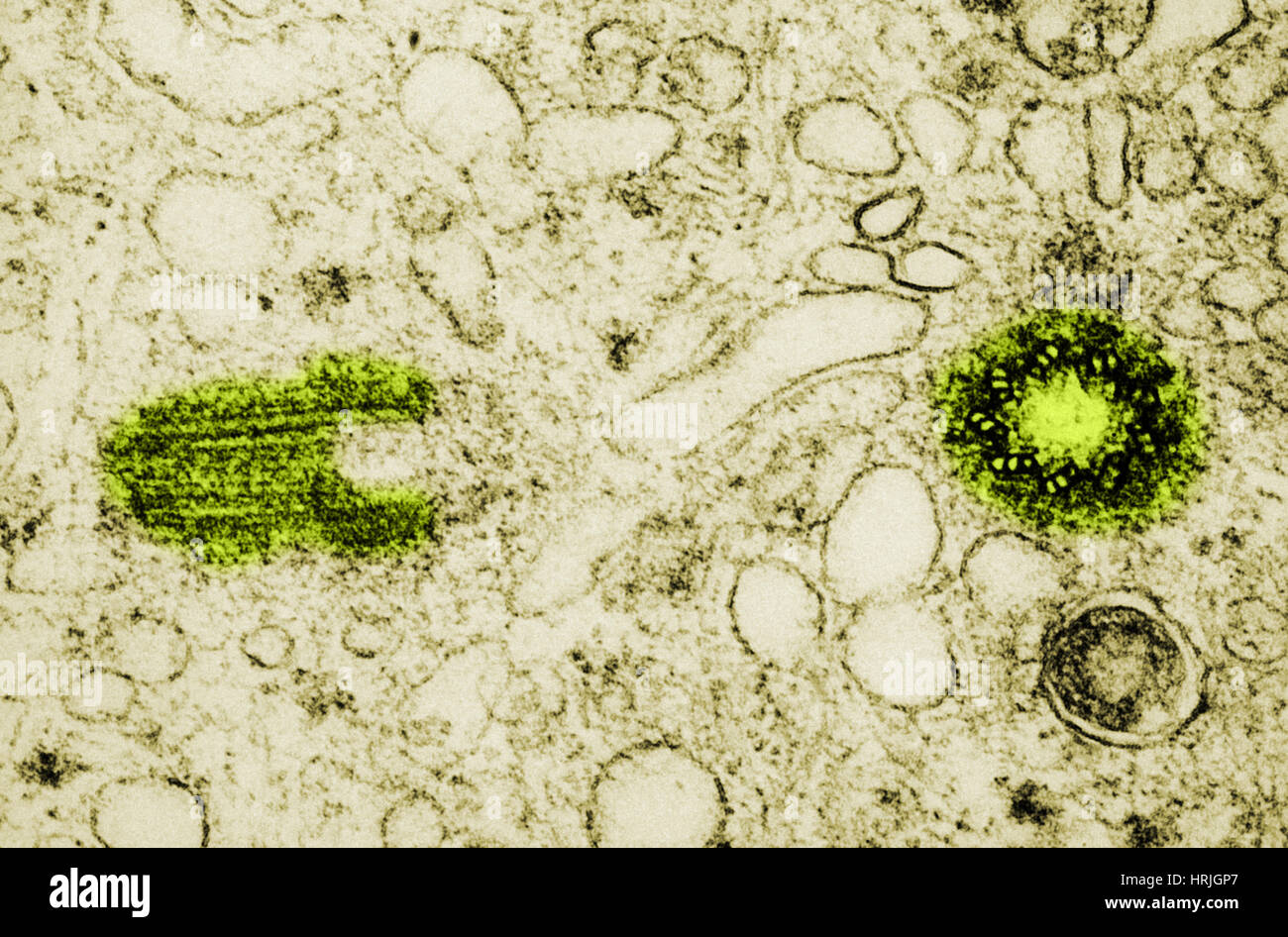 Centriole High Resolution Stock Photography and Images - Alamy