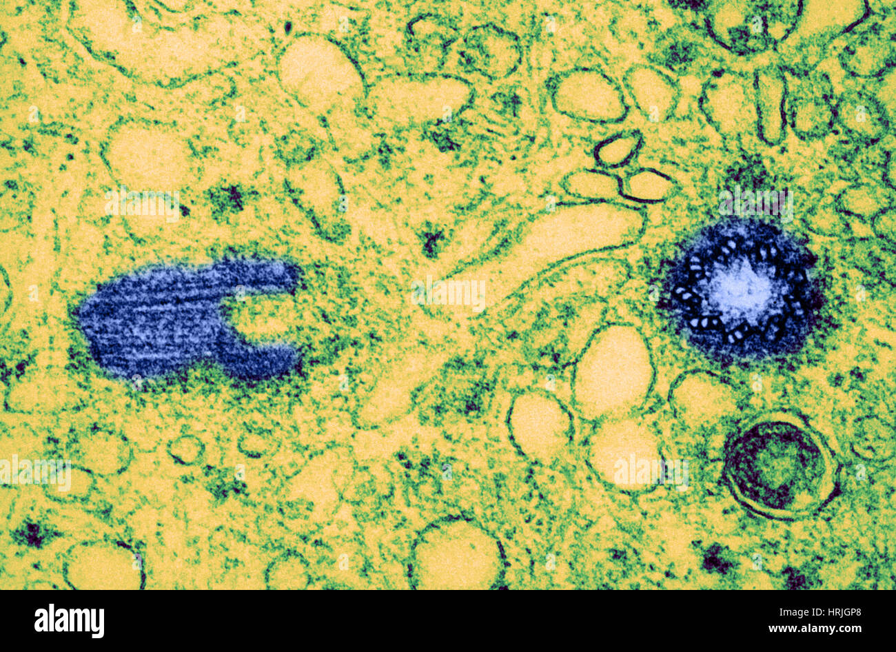 Centriole High Resolution Stock Photography and Images - Alamy