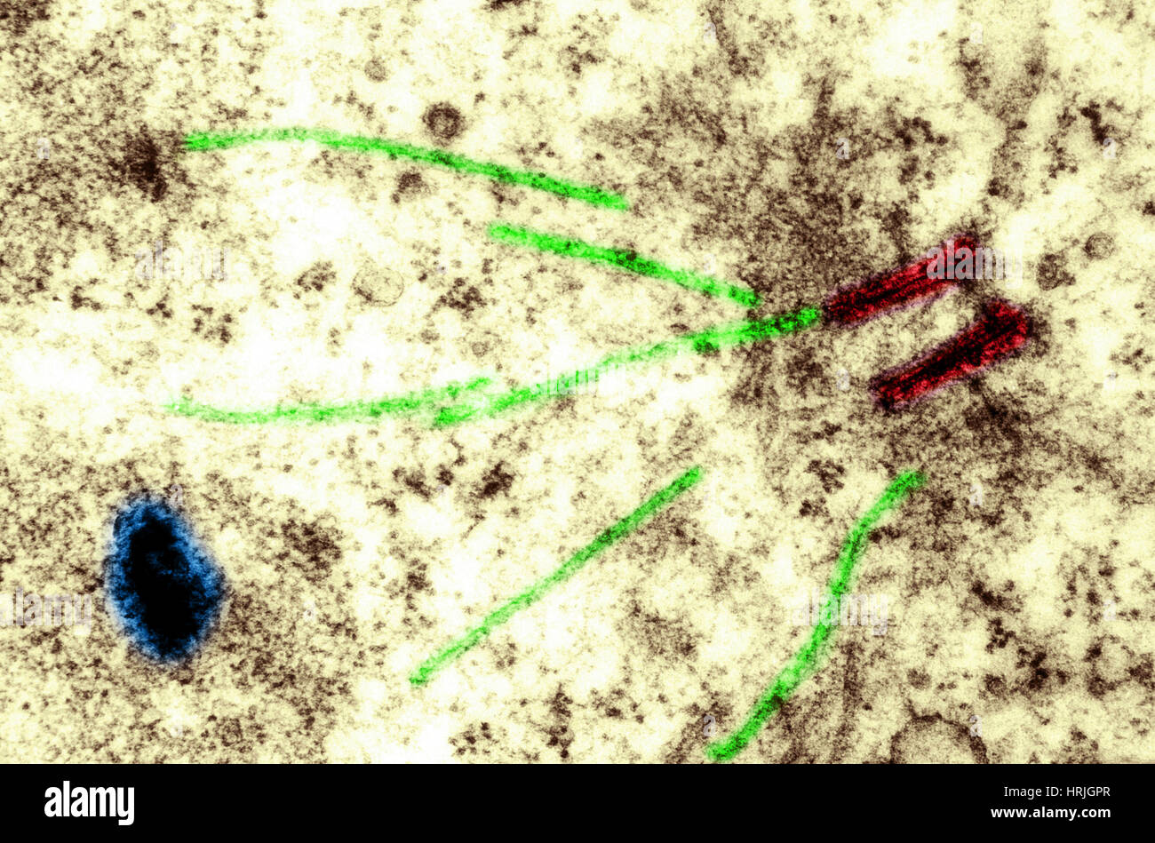 Centriole micrograph hi-res stock photography and images - Alamy