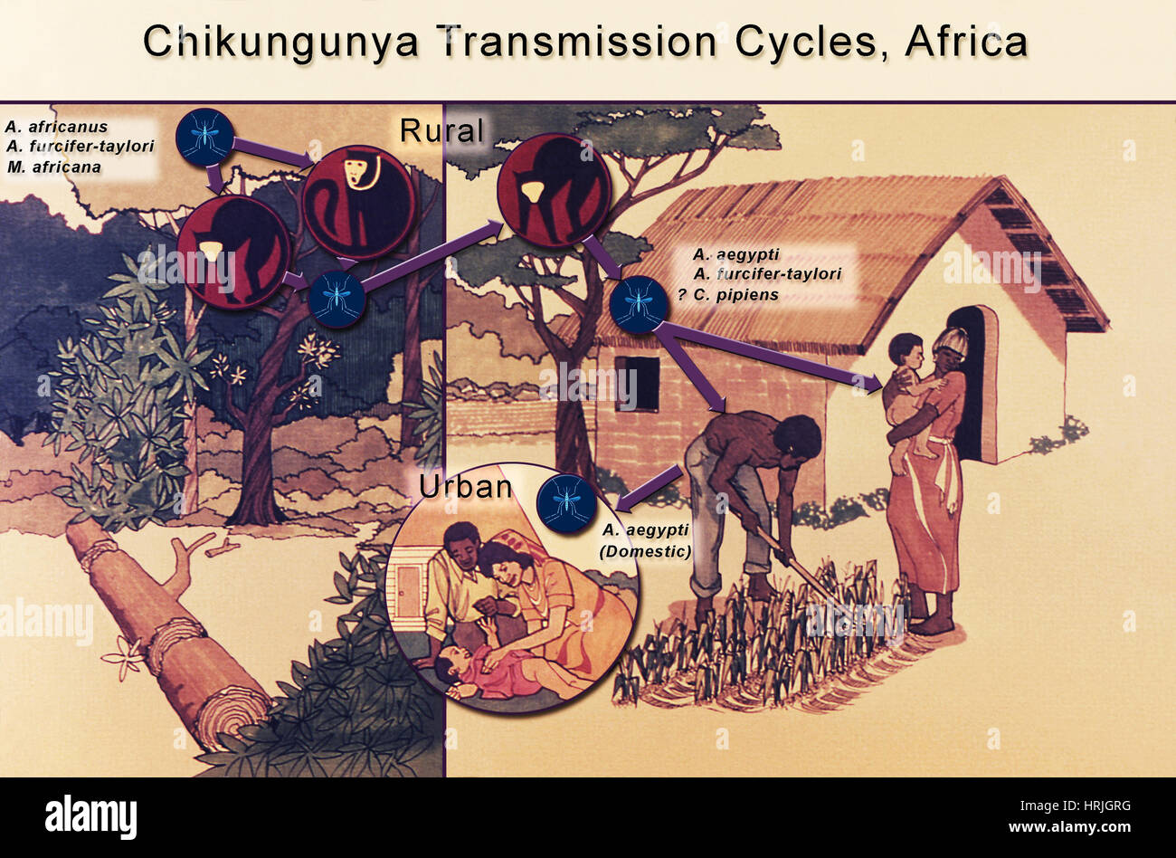 Chikungunya Fever Transmission Cycle Stock Photo - Alamy