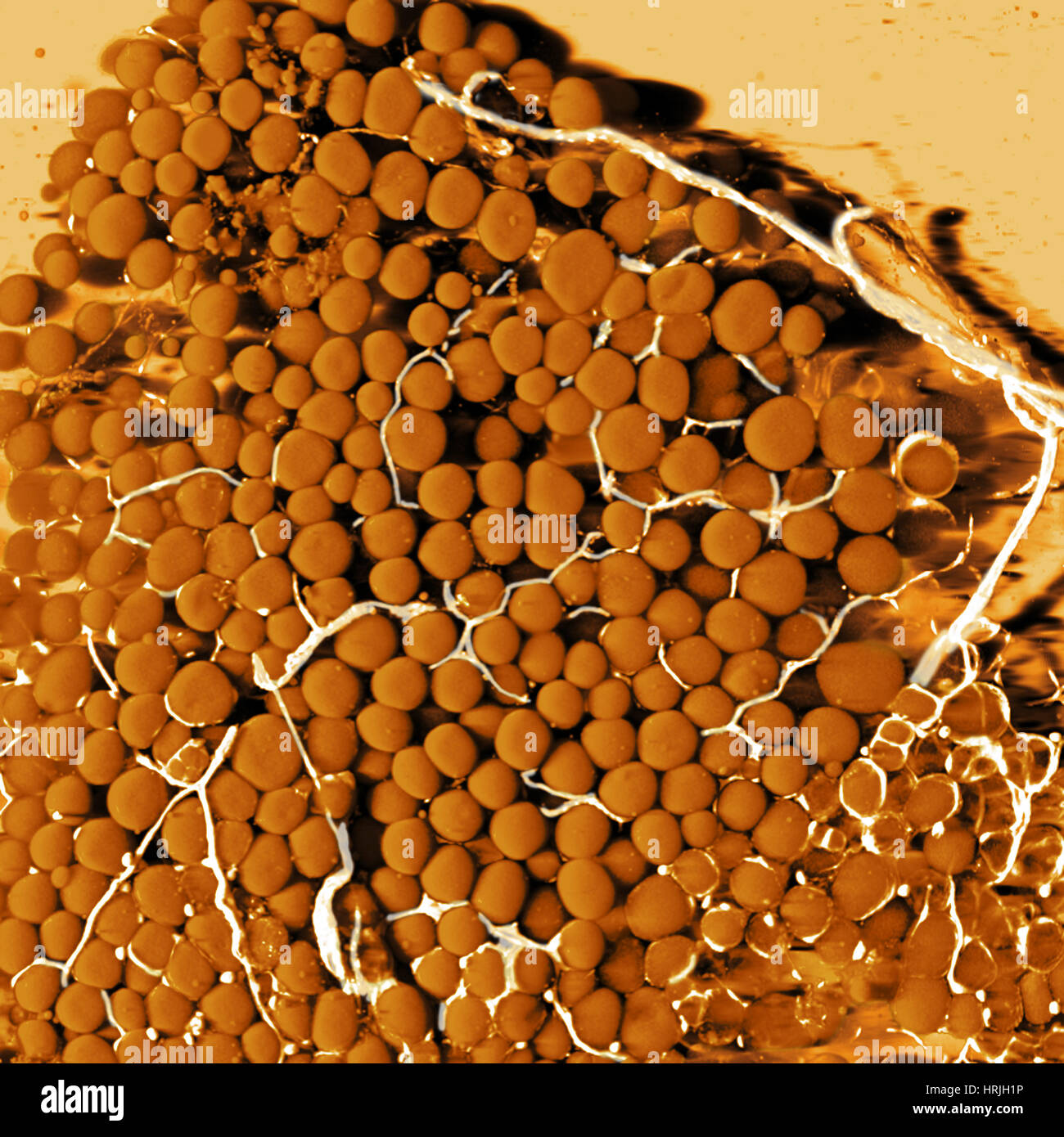 Fat Cells and Blood Vessels, SEM Stock Photo - Alamy