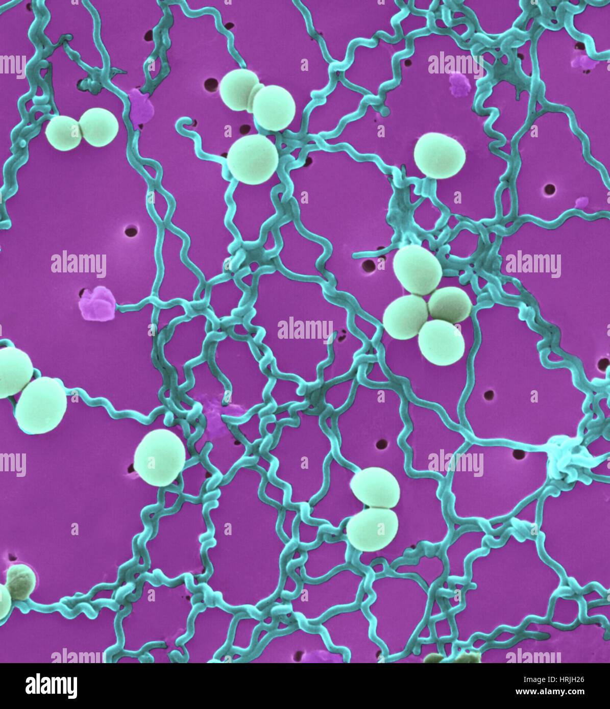 Leptospira bacteria hi-res stock photography and images - Alamy