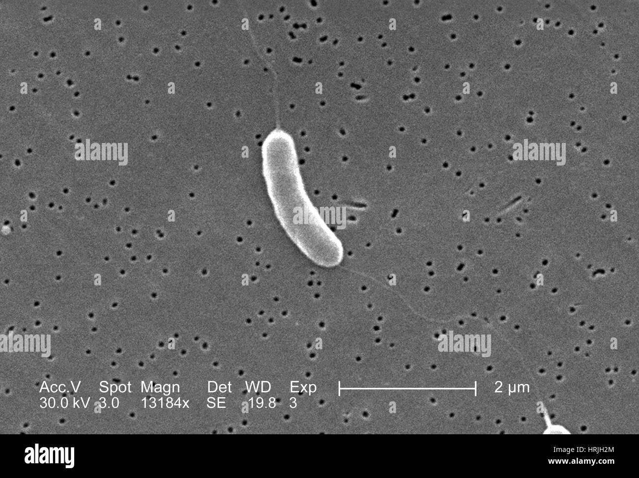 Vulnificus hi-res stock photography and images - Alamy