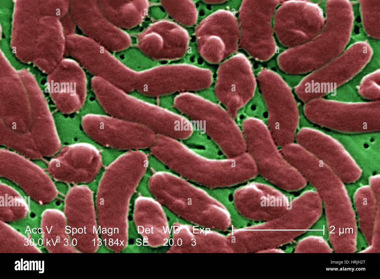 Vibrio Vulnificus Vibrio Vulnificus: Risk, Transmission, Disease And