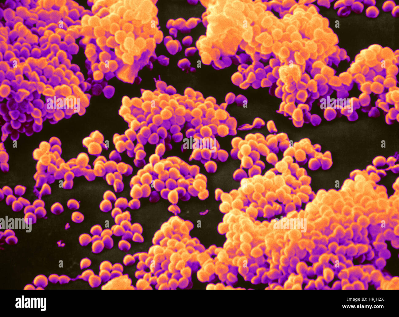 Micrococcus High Resolution Stock Photography and Images - Alamy