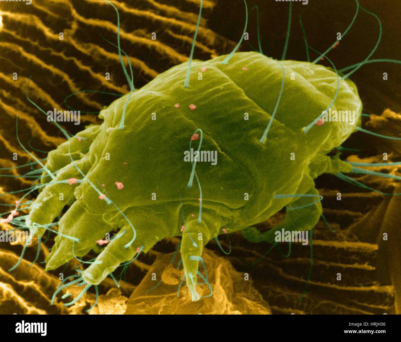 Honeybee tracheal mite hi-res stock photography and images - Alamy