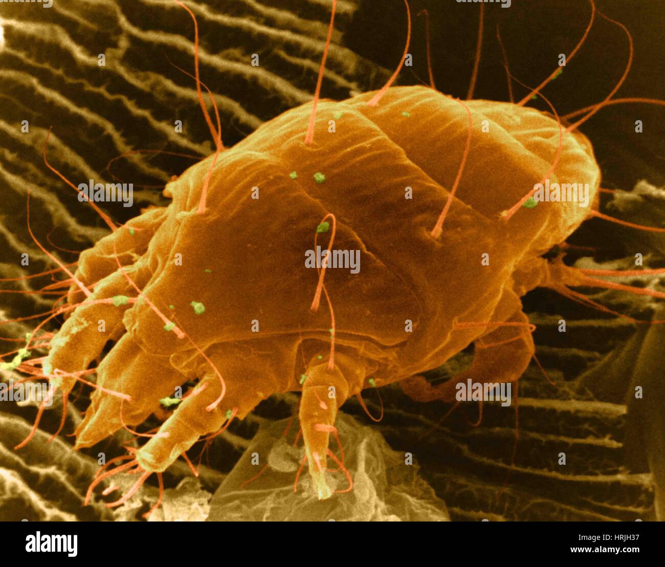 Honeybee tracheal mite hi-res stock photography and images - Alamy