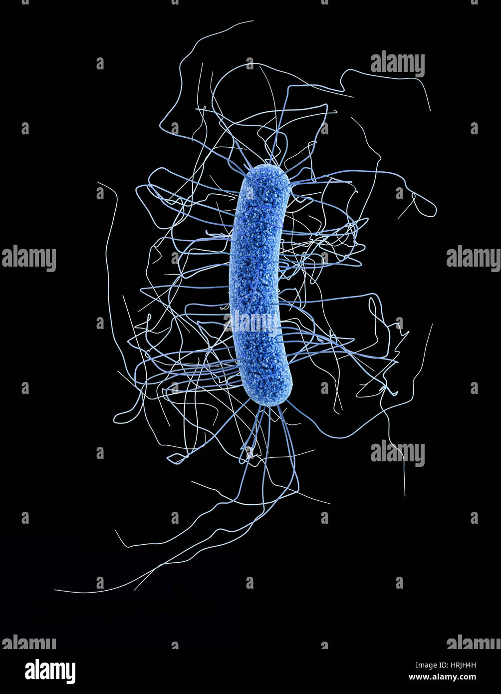 Clostridium difficile, Bacteria, Illustration Stock Photo - Alamy