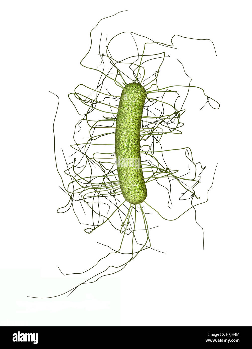Clostridium difficile, Bacteria, Illustration Stock Photo - Alamy