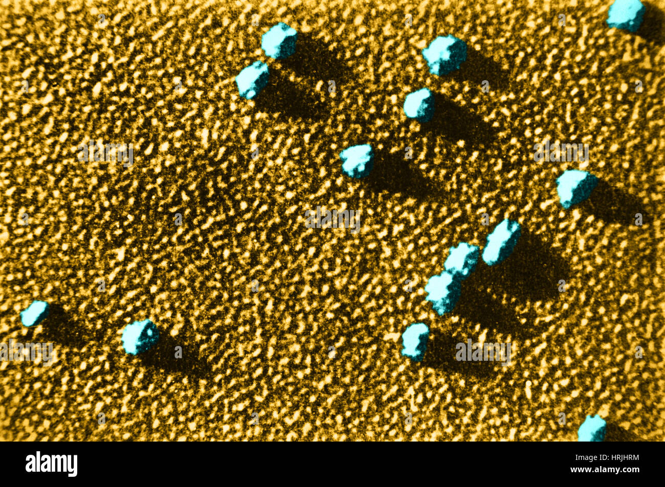 Ribosomes hi-res stock photography and images - Alamy