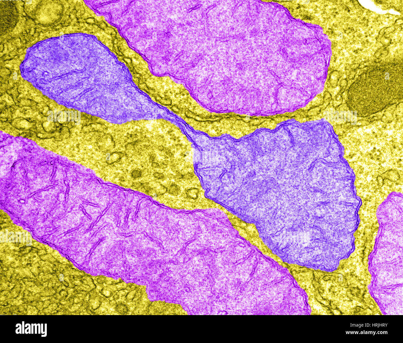 Dividing Mitochondrion, Liver Cell TEM Stock Photo - Alamy
