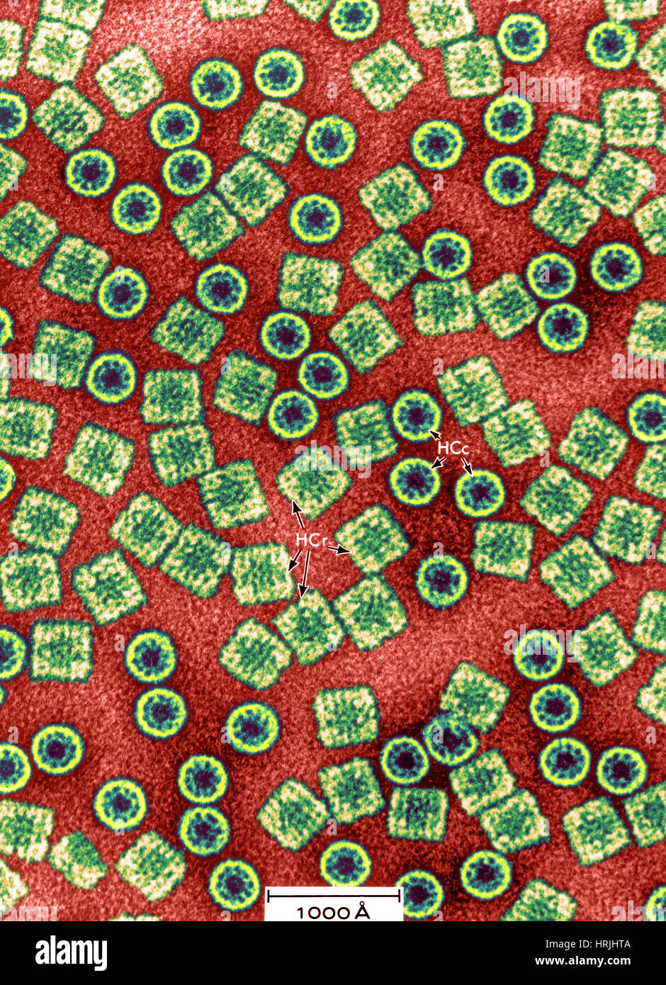 Hemolymph microscope hi-res stock photography and images - Alamy