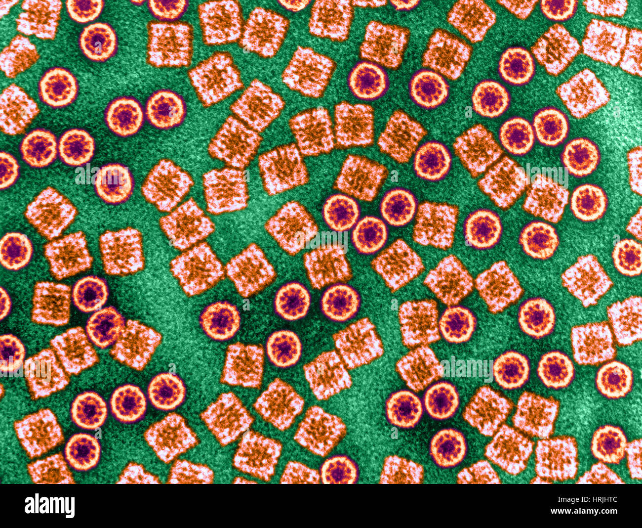 Hemolymph microscope hi-res stock photography and images - Alamy