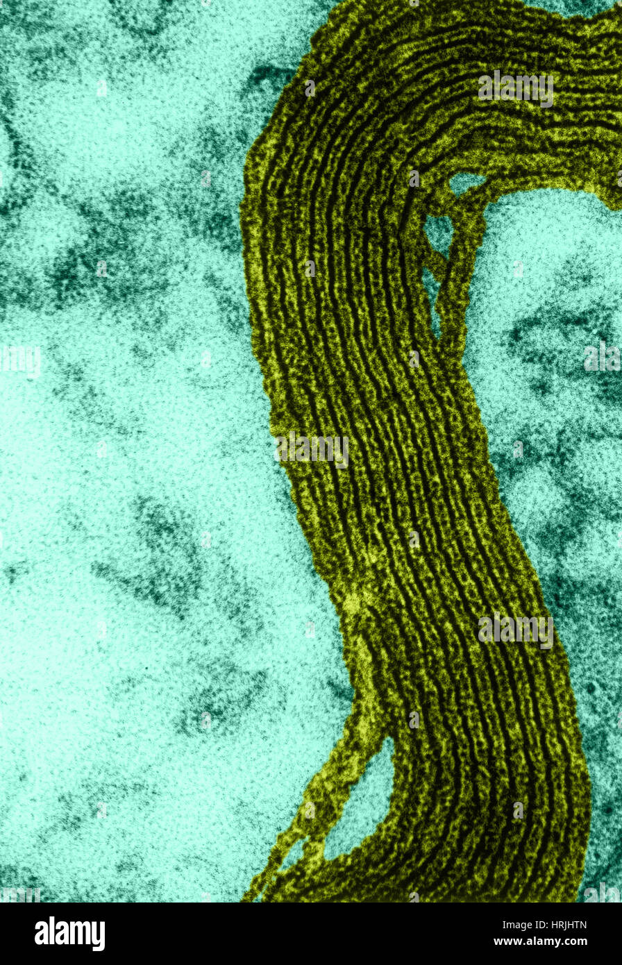 Micrograph myelin sheath hi-res stock photography and images - Alamy