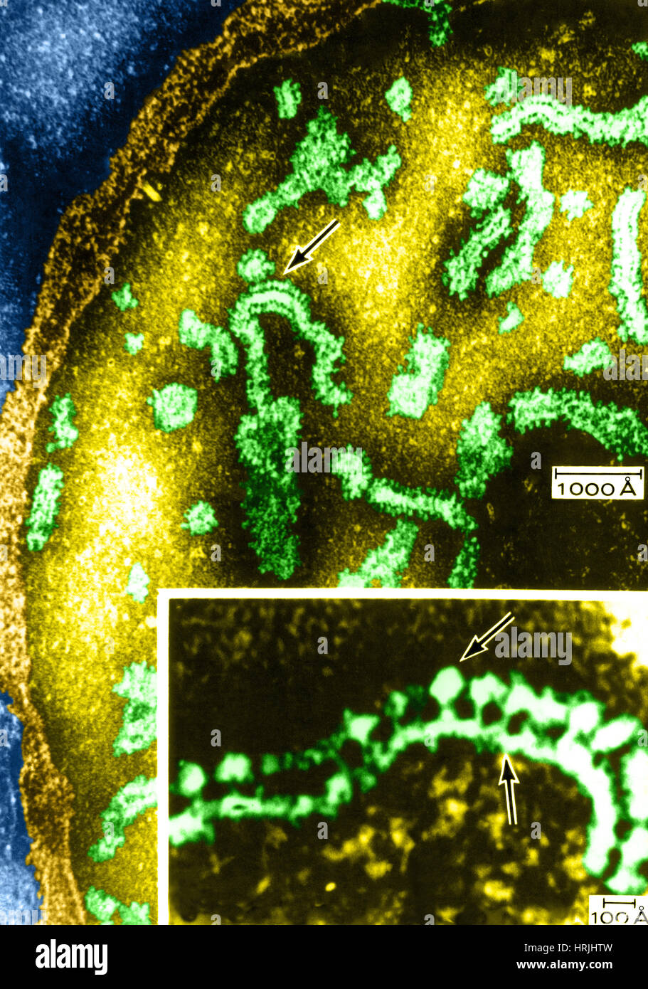 Mitochondria micrograph hi-res stock photography and images - Alamy