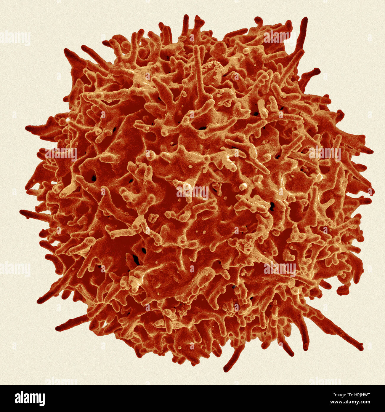 Electron microscopy normal human cell hi-res stock photography and ...