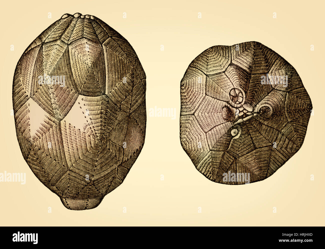 The silurian side hi-res stock photography and images - Alamy