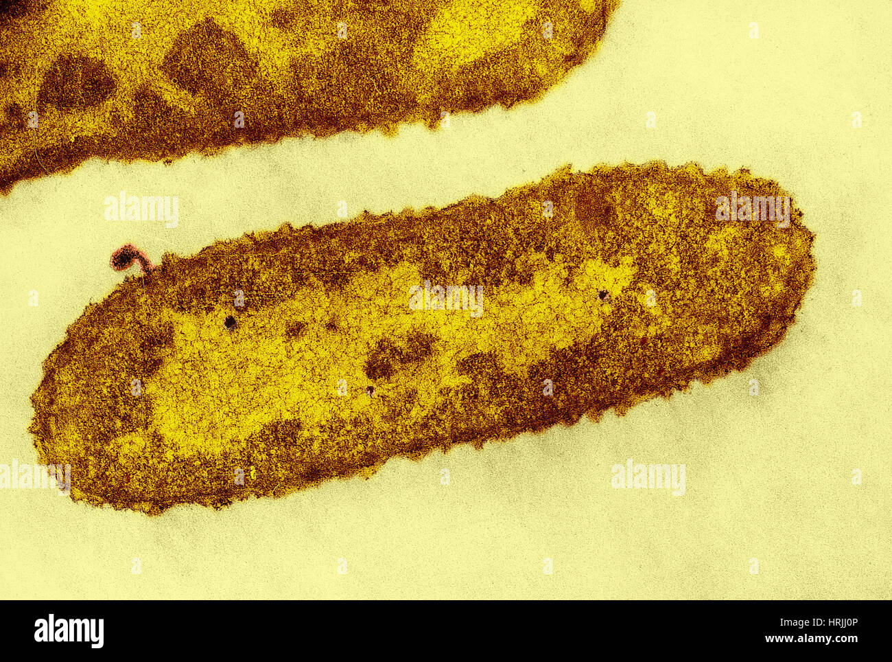 Bacteriophage t2 hi-res stock photography and images - Alamy