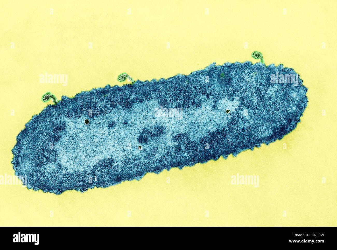 E. coli Infected with T2 Bacteriophage, TEM Stock Photo - Alamy