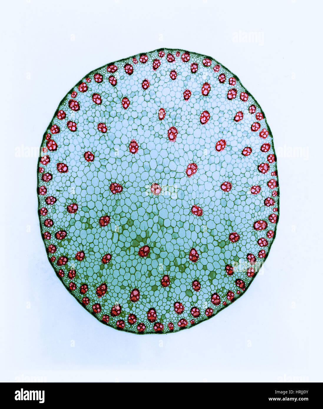 Monocot cell hi-res stock photography and images - Alamy