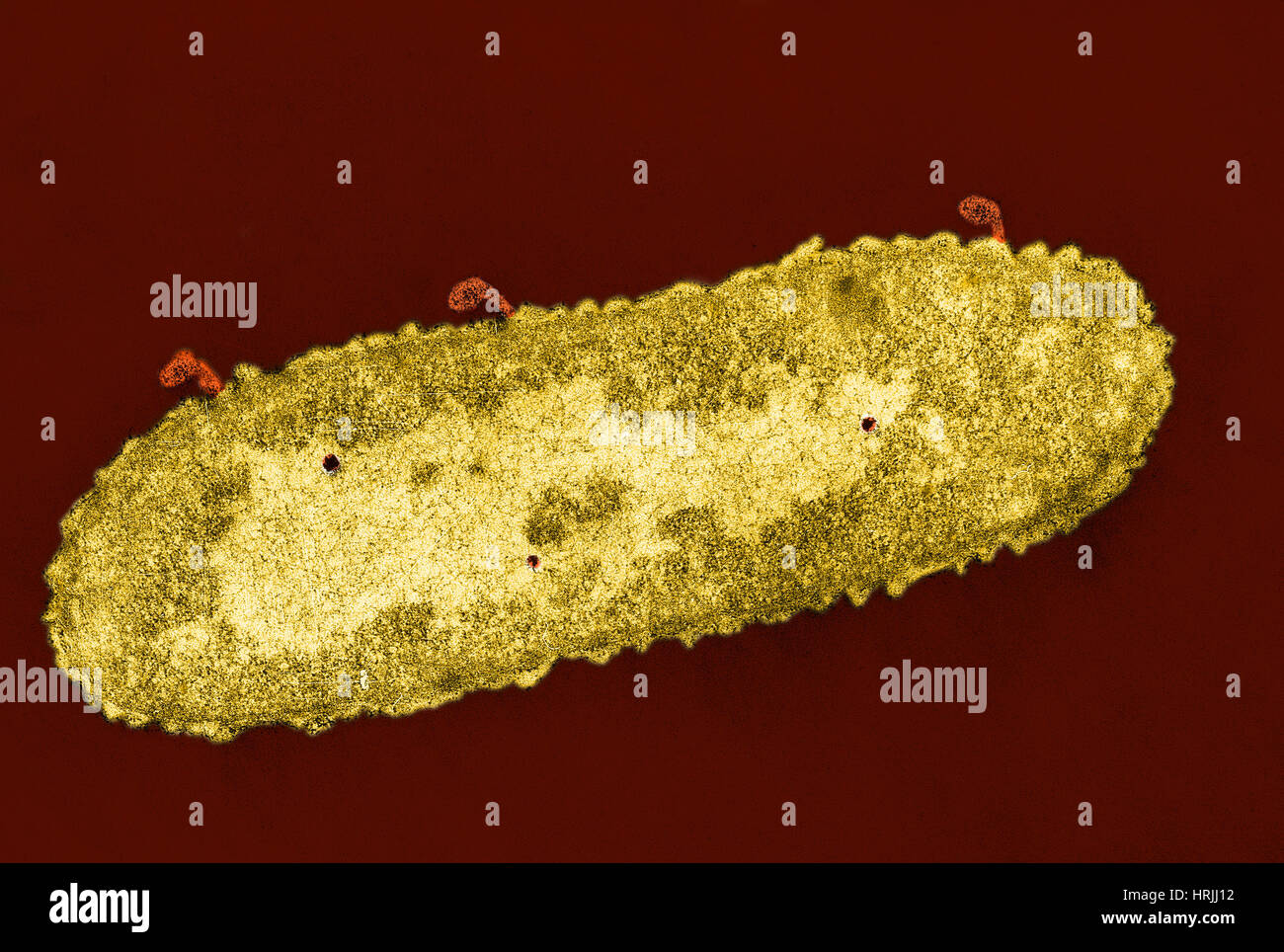 Bacteriophage t2 hi-res stock photography and images - Alamy