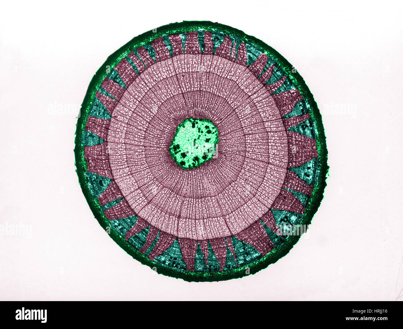 Xylem vessel hi-res stock photography and images - Alamy