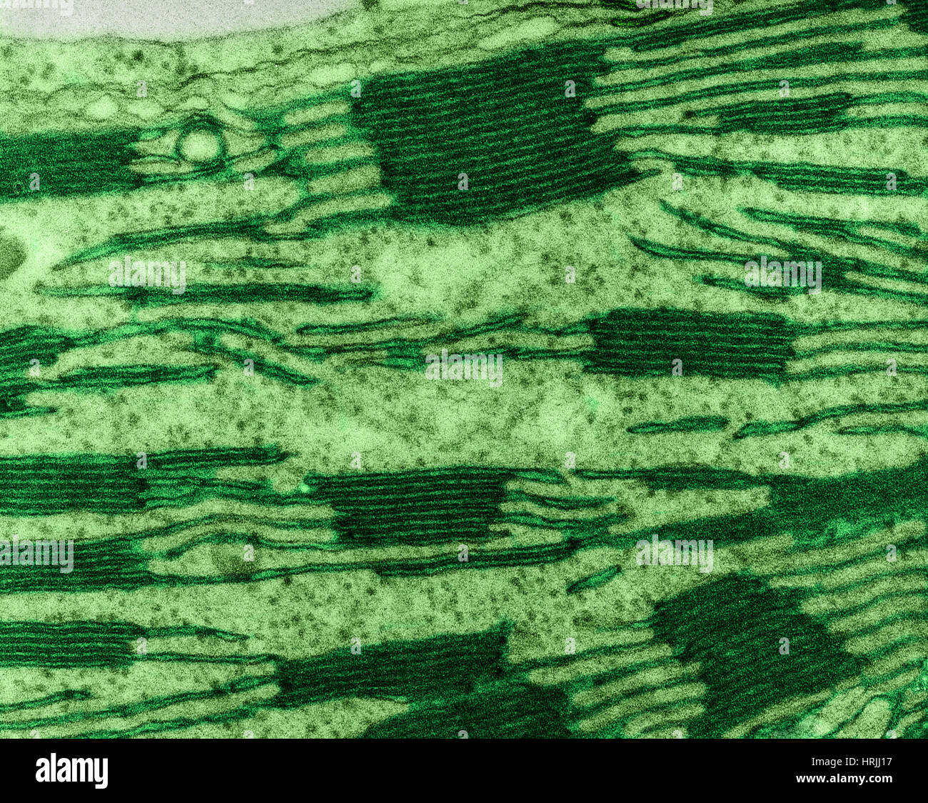 Chloroplast in Corn Leaf Cell, TEM Stock Photo - Alamy