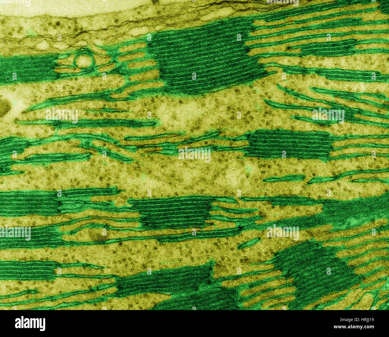 Plant cell tem hi-res stock photography and images - Alamy