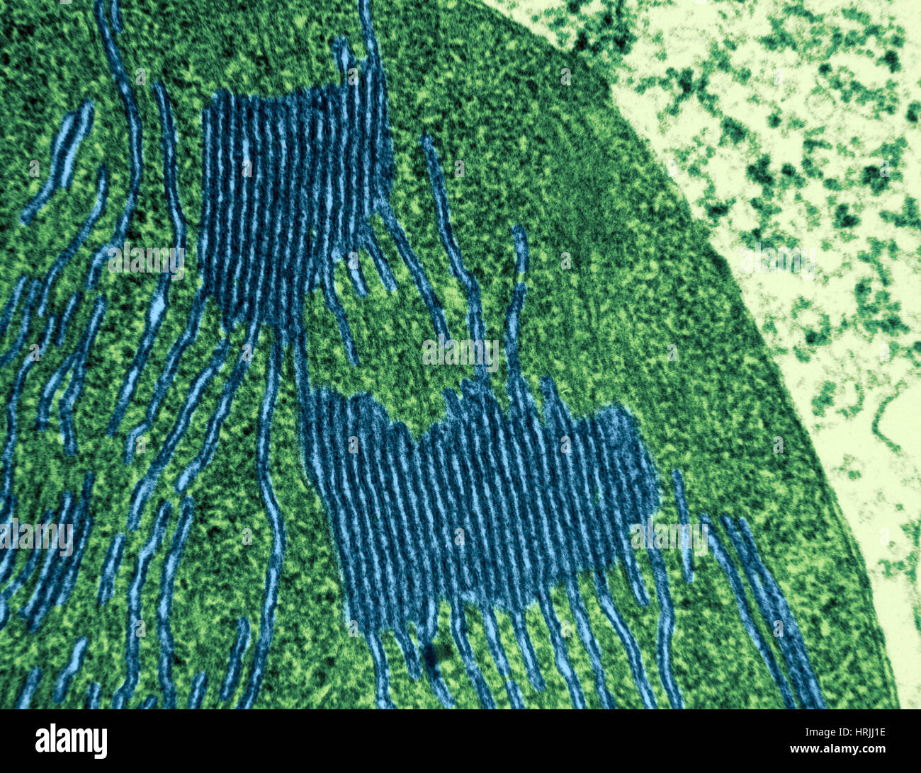 Tem plant cell hi-res stock photography and images - Alamy