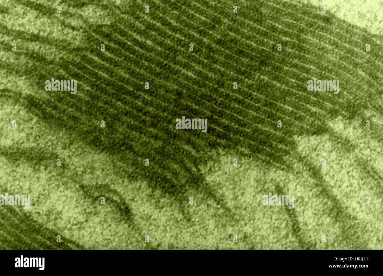 Micrograph chloroplast hi-res stock photography and images - Alamy