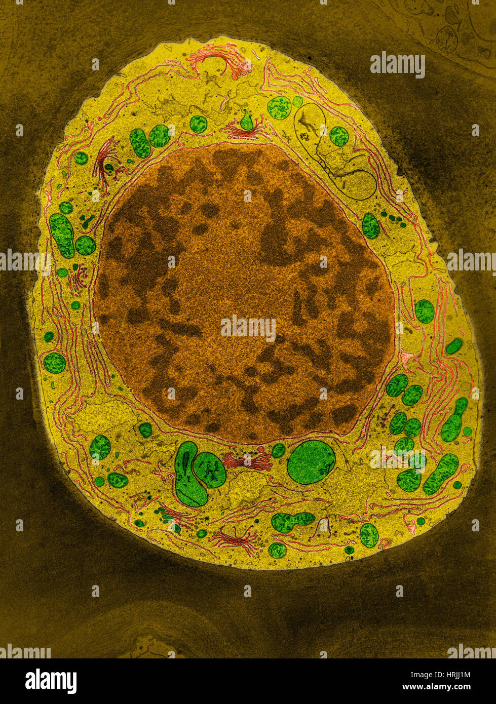 Tem plant cell hi-res stock photography and images - Alamy
