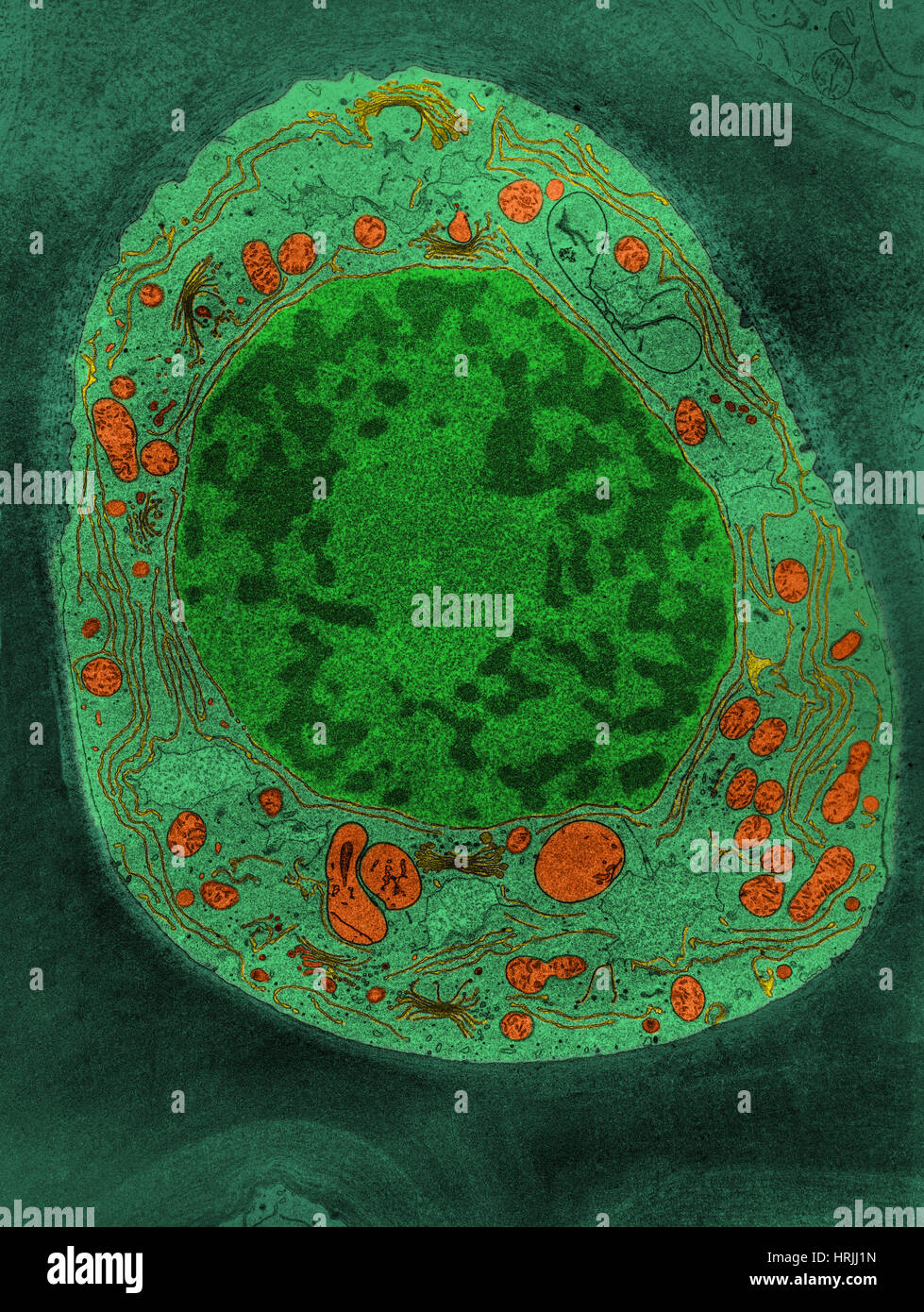 Plant cell tem hi-res stock photography and images - Alamy