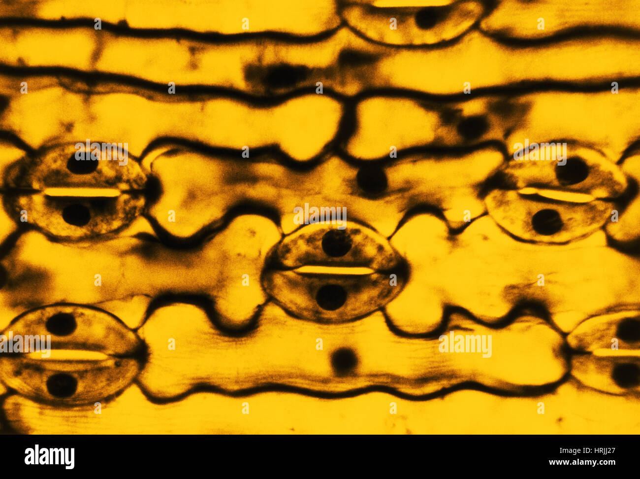 Epidermis micrograph hi-res stock photography and images - Alamy