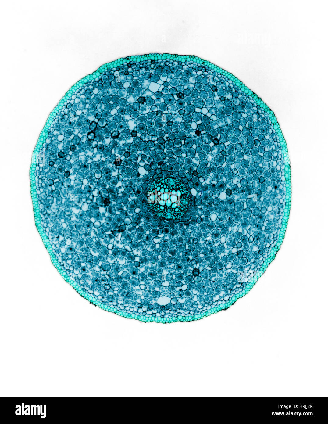 Buttercup root ranunculus hi-res stock photography and images - Alamy