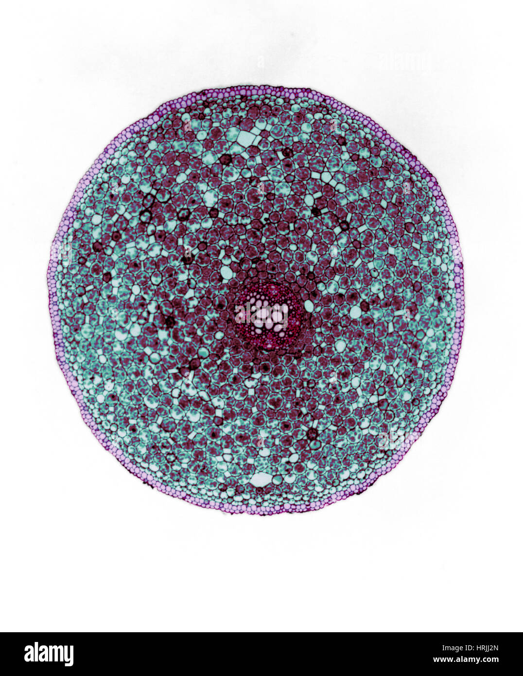 Ranunculus Root, LM Stock Photo - Alamy